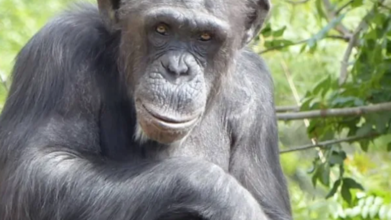 Gabon : Jean Bedel Bouka nouveau chef d’Etat-major des forces armées ...